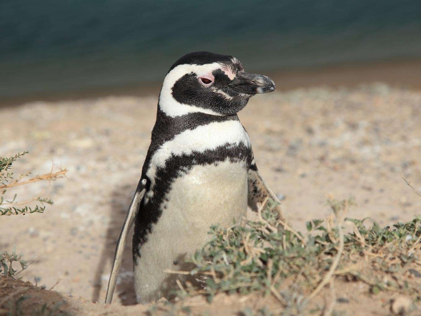 Los mejores Paquetes Turísticos a Pericotes | Despegar